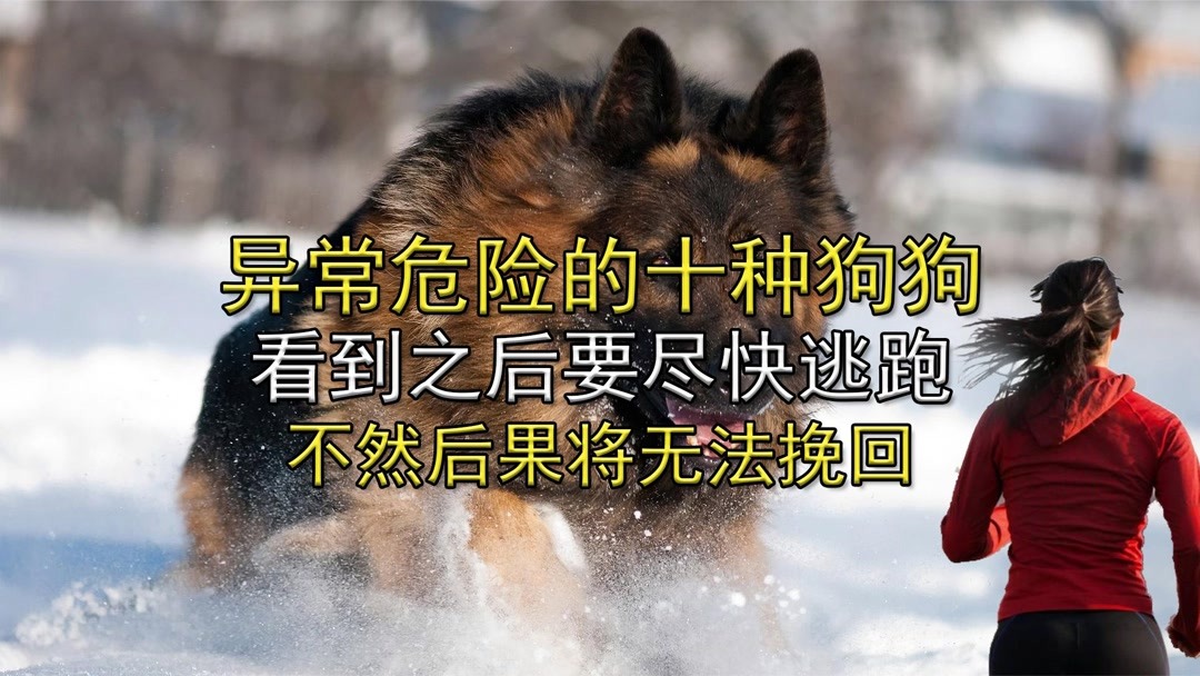 世界上最凶猛的十种狗,连中国藏獒都只能屈居第五,碰见赶紧跑!