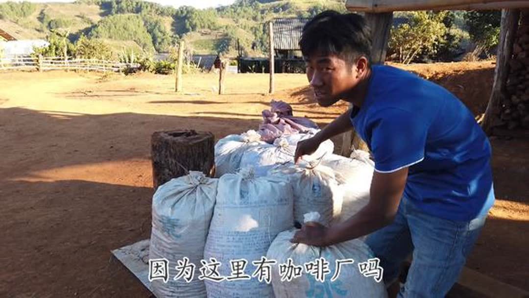 缅甸佤邦的一个村寨种植了许多咖啡,和大家去看咖啡是怎么做的?