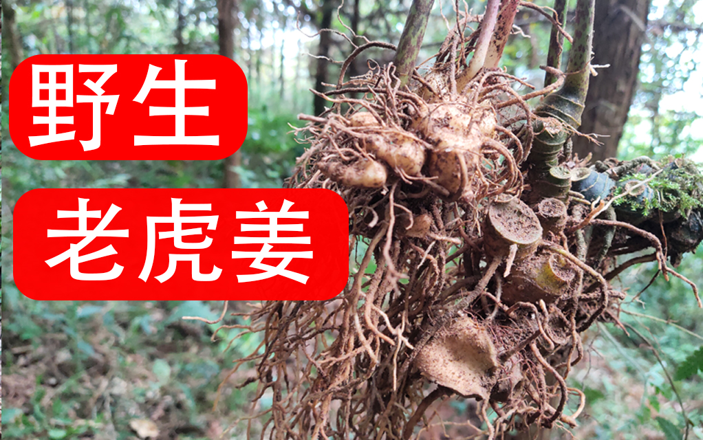 野生黄精太多!农村小伙一下收获这些,还是两个品种