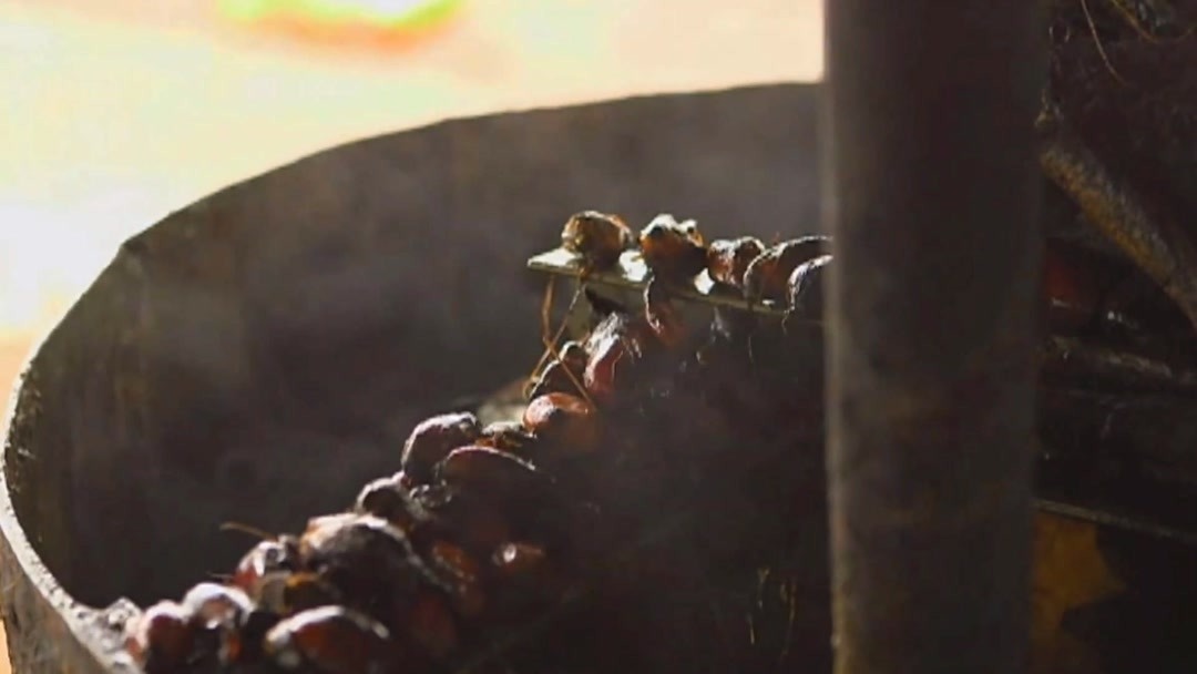 棕榈果是怎样榨成油的呢?镜头记录全过程,今天长见识了!