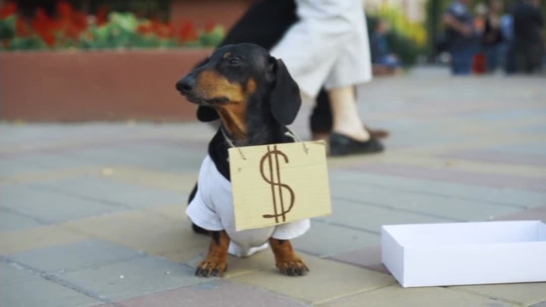 狗狗上街乞讨,很多人施舍