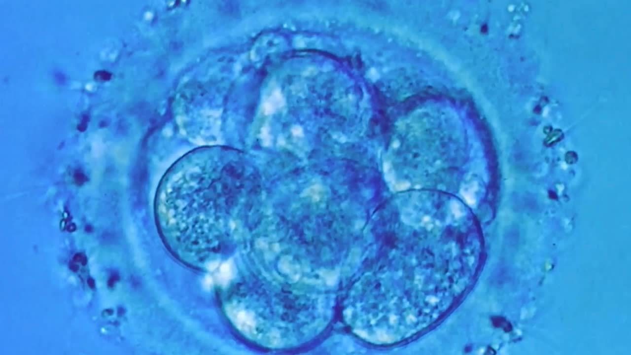 形态并不能反应胚胎的质量,不然就不会有那么多失败的案例!