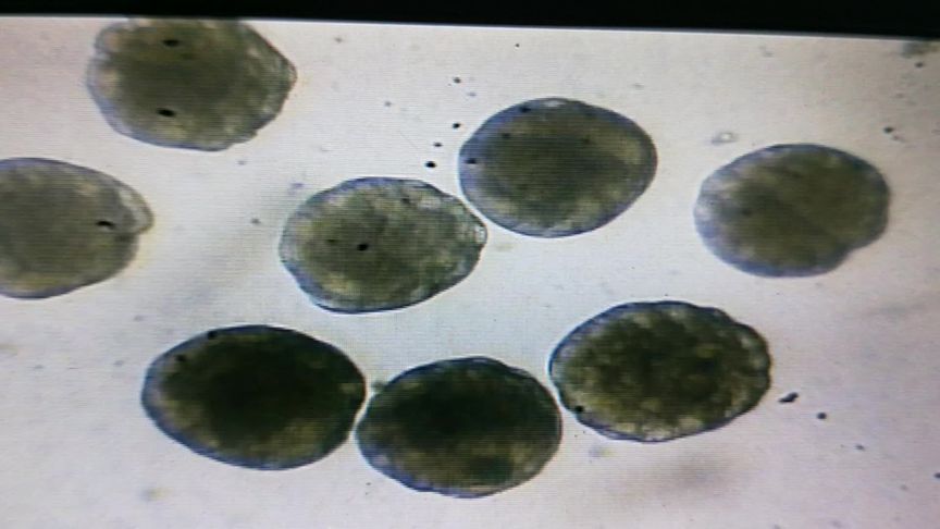 #显微镜下的世界