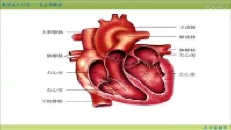 【生物大师】初中生物微课教学视频第71集:心脏是血液流动的动力