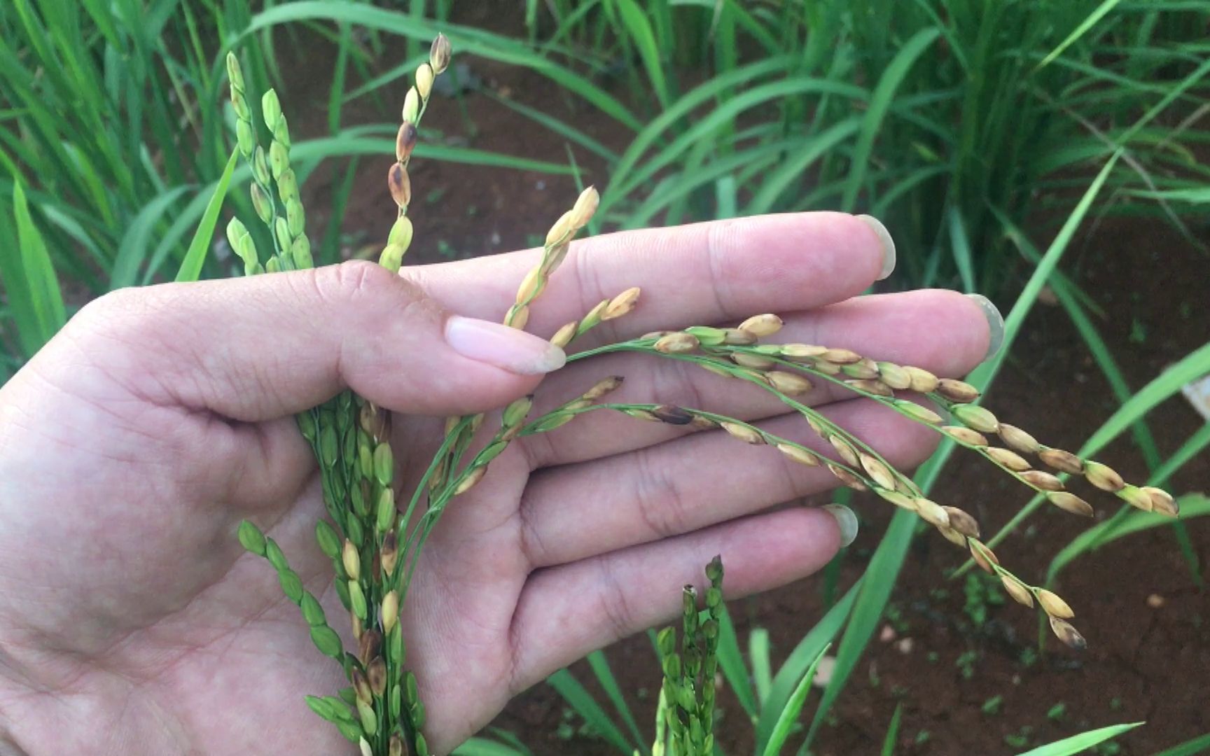 第一次见稻谷无水种植,收成会好吗?农民大叔告诉我真实答案