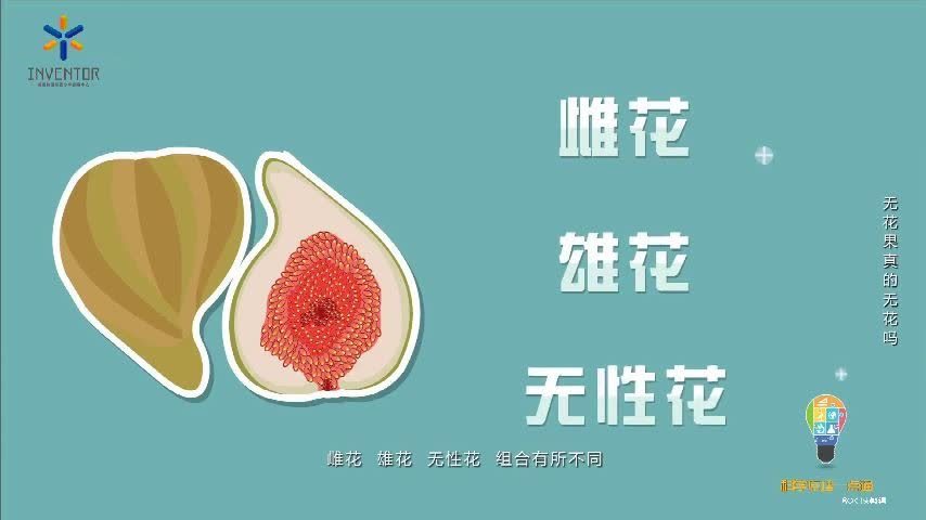 【科普】"无花果"真的无花吗?