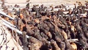 东方神犬的藏獒,上万只四处流浪,无家可归白送没人要