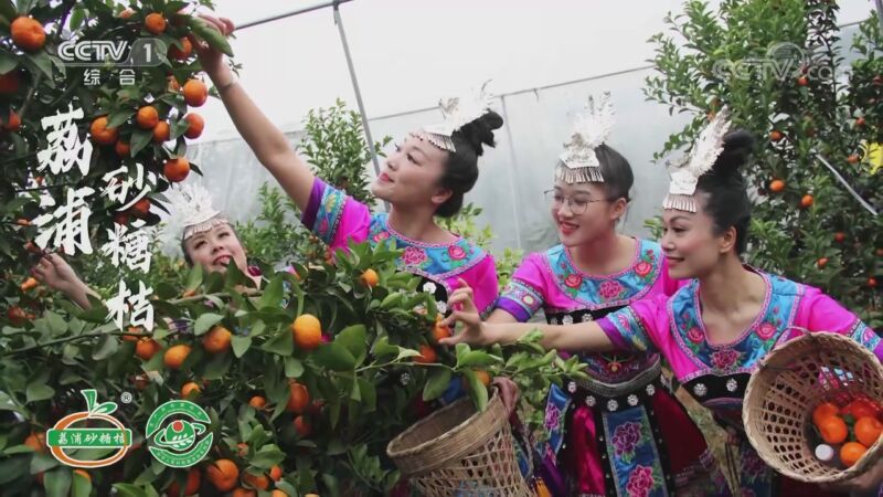 [祖国美]桂林荔浦文旅宣传片