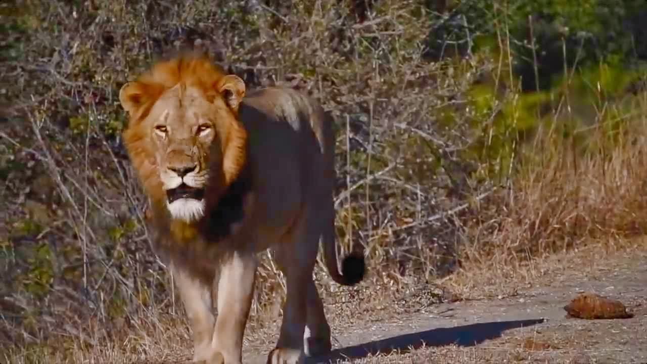 一只雄狮在森林里绝望咆哮,各种野生动物精彩的日常生活