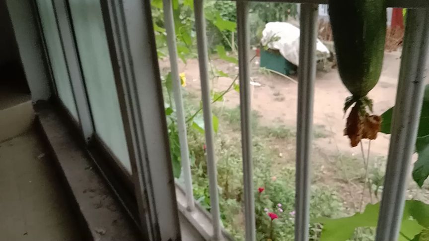 这丝瓜新鲜到极致了!大家说是留着它野蛮生长还是把它吃进肚呢?