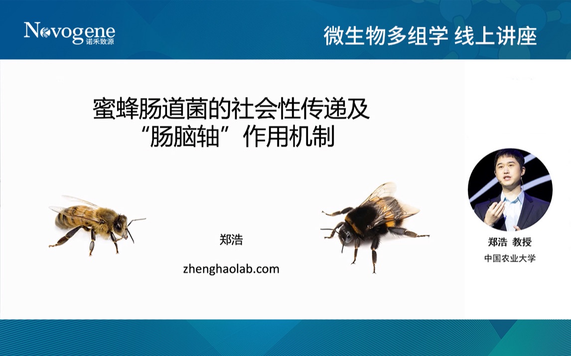 【多组学】蜜蜂肠道菌的社会性传递及“肠脑轴”作用机制