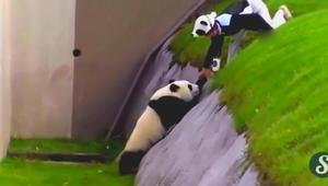 在日本的动物园,我们的熊猫还是很搞笑的