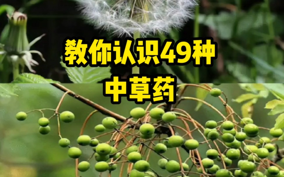 农村常见中草药,你认识几种?你的家乡都有吗?有什么奇葩的叫法吗?