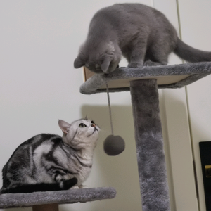 牛奶饼干最漂亮