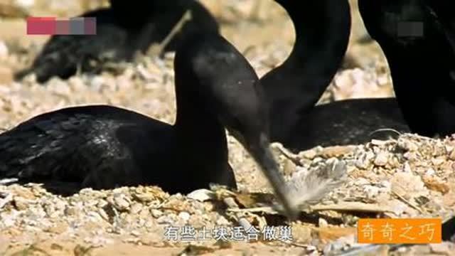 25万只鸬鹚在地面上绘制神秘的几何图形,它们想表达什么?