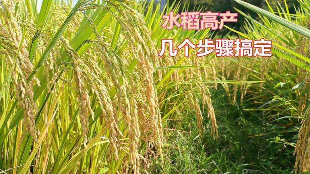 水稻高产有方法,几个步骤就可以搞定,颗粒饱满还不空壳