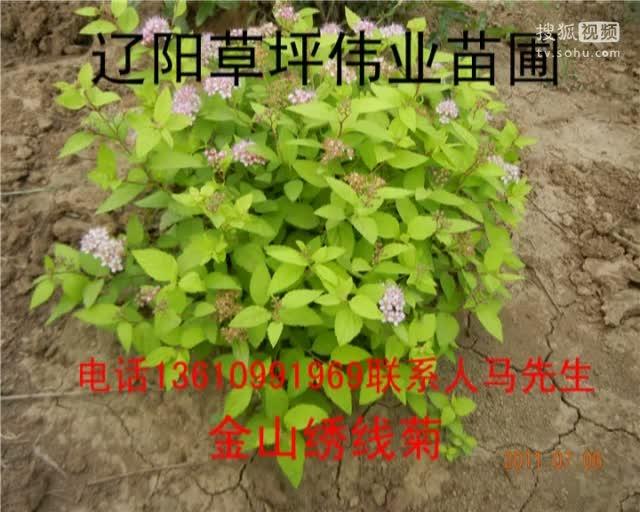 绿化苗木价格 品种报价 求购购买 哪有哪卖 辽宁沈阳绿化苗木