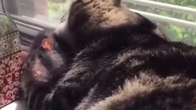 现实版的猫和老鼠,一段猫咪舔舐老鼠视频爆红网络