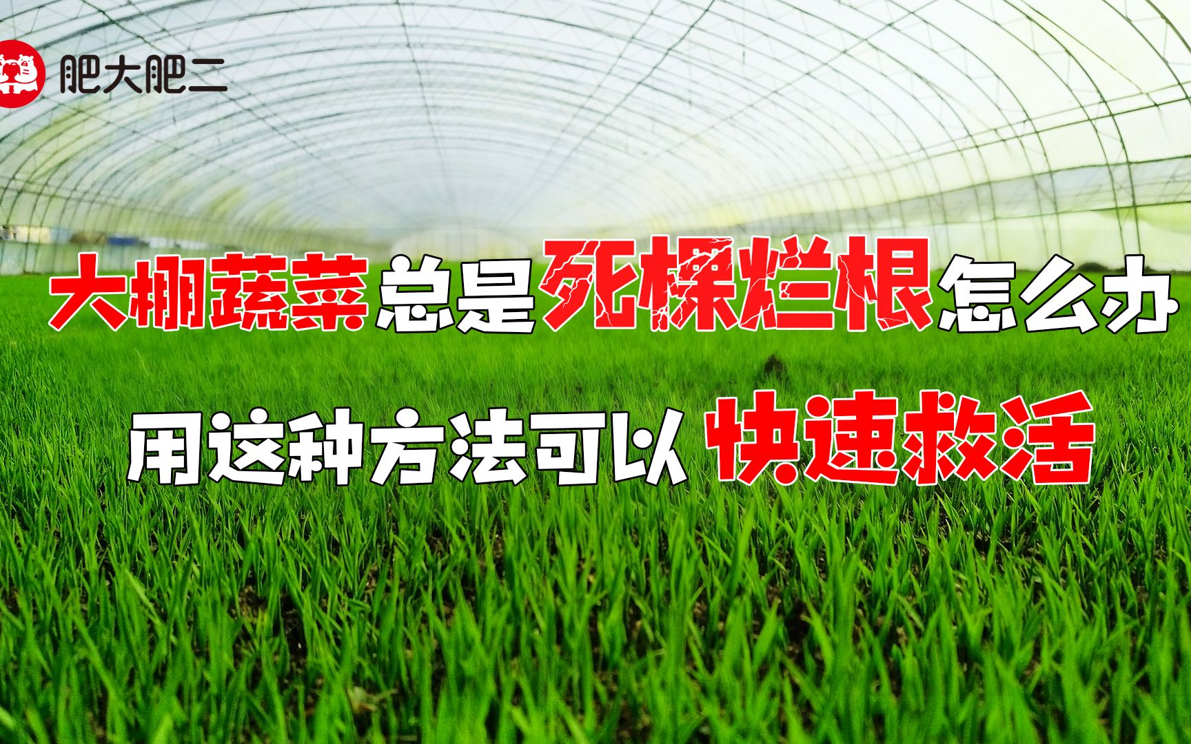 实用!大棚蔬菜总是死棵烂根怎么办?用这个方法可以快速救活!