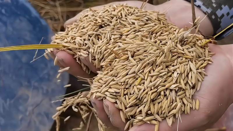 实拍高山梯田收稻谷全过程,传统方式收割,辛苦中透着丰收的喜悦