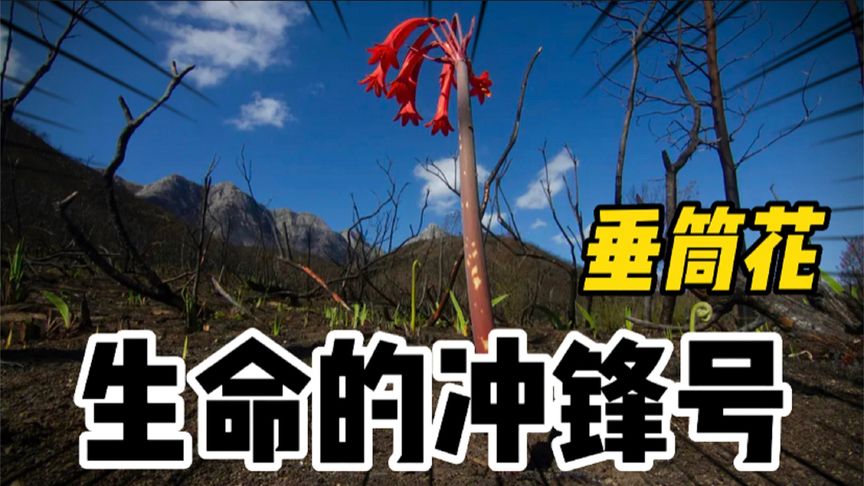 植物传播种子的神技能!吹响生命的冲锋号!