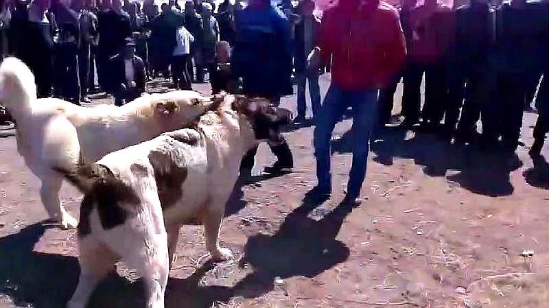 农村斗狗实拍,这场面好残忍啊,心疼小狗狗!