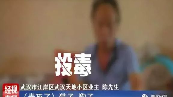 到底谁是“投毒凶手”?一场流浪猫之死引发的网络“战争”