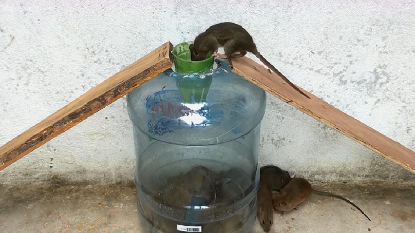 家中老鼠成灾,男子用水桶自制捕鼠器,简单粗暴,来一只抓一只!