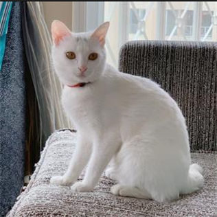 天才公主的小白咪