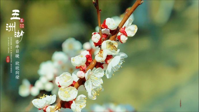 果然视频|赏花踏青正当时,临沂城管把最美的春天送给您