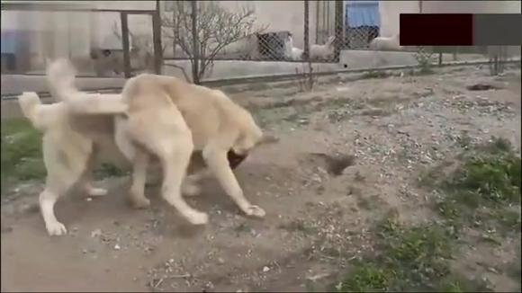 中亚牧羊犬大战土耳其坎高,大型猛犬的生死较量