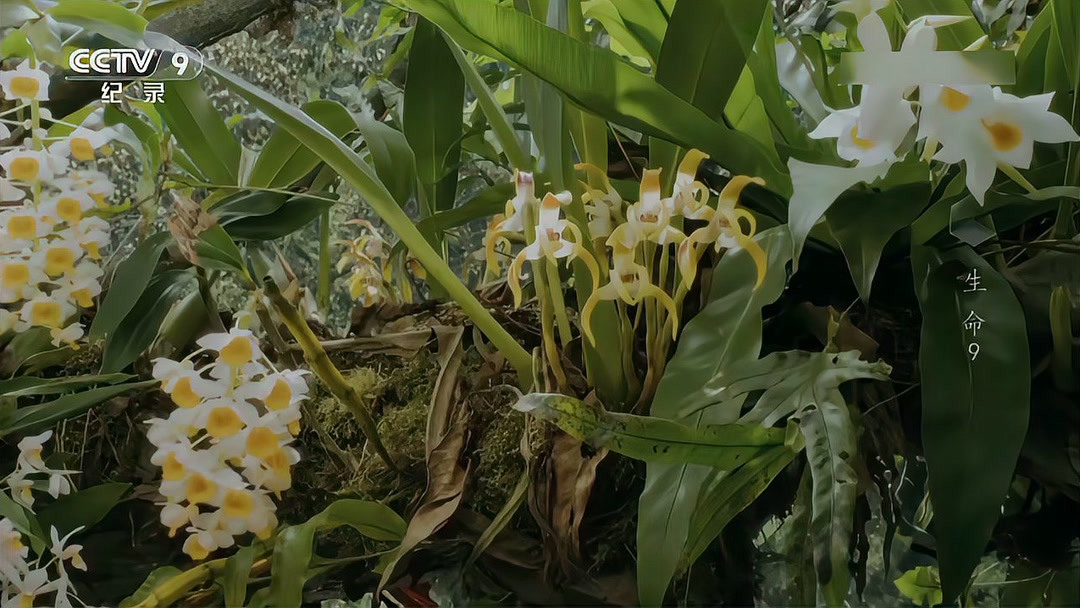 自然界的兰花:美丽的树生植物,热带雨林的空中花园