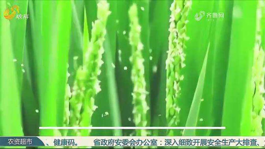 稻田养鸭、"绿色"防虫,现代化种植成就"健康"稻米