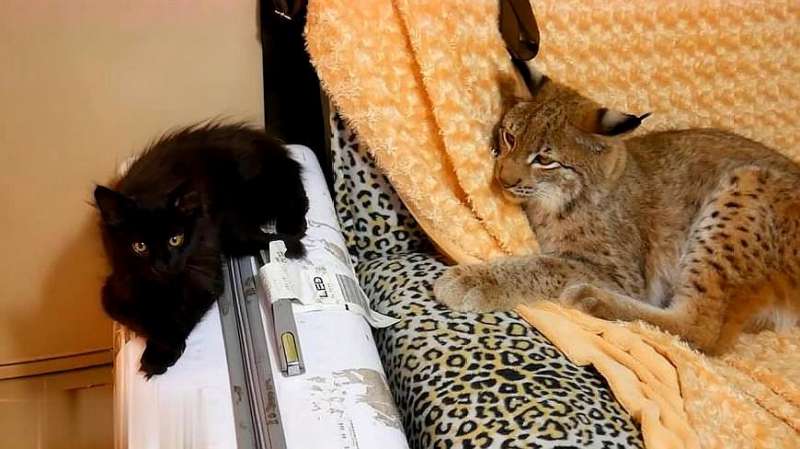 养了一只猞猁一只狗,还有两只猫,它们在一起会打架吗?