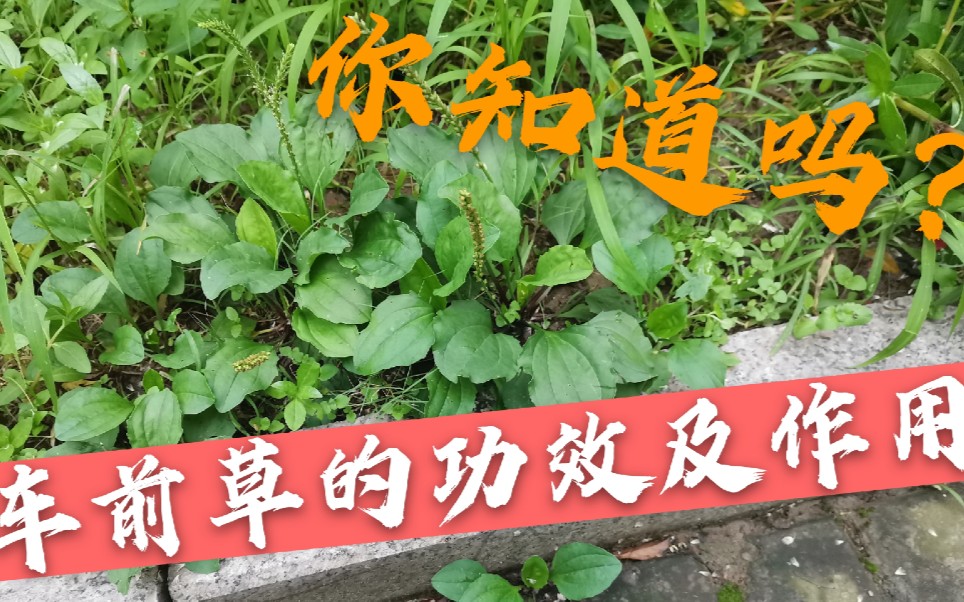 车前草的功效及作用,以及食用方法有哪些,我们来了解一下吧!