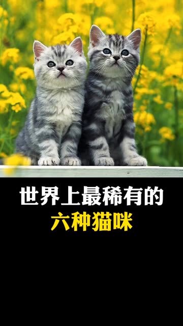 世界最贵的六大猫品种 阿瑟拉猫售价66万人民币