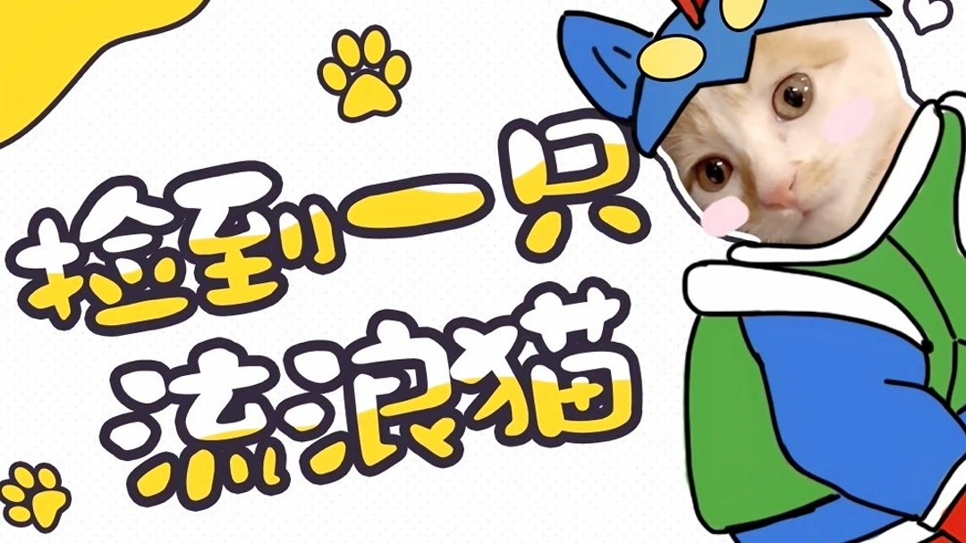偶然捡到一只流浪猫,那就带回家吧!