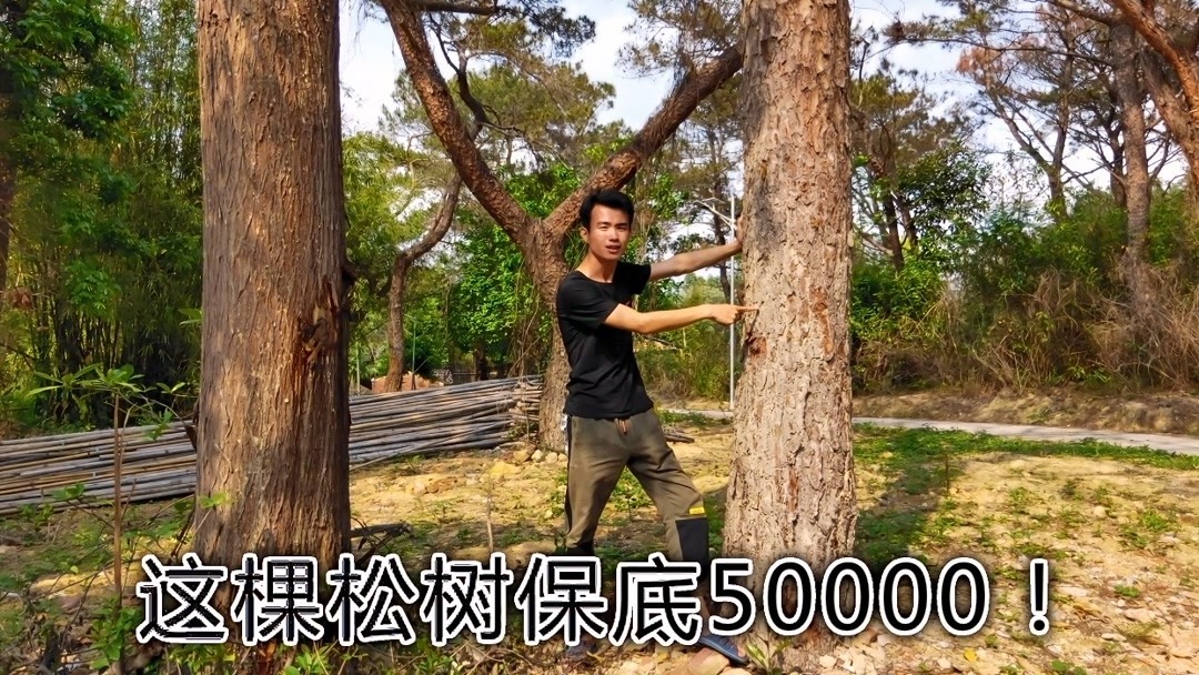 广东农村满山的松树,一棵却要价50000块,如果是你敢砍吗?