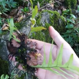 贵州苗药野生中药材 