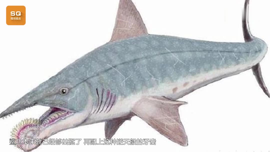 比恐龙还古老的旋齿鲨 牙齿像锯轮旋转