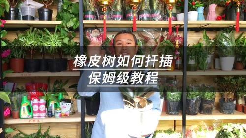 橡皮树如何扦插保姆级教程#橡皮树 #扦插 #养花小常识 #花卉绿植