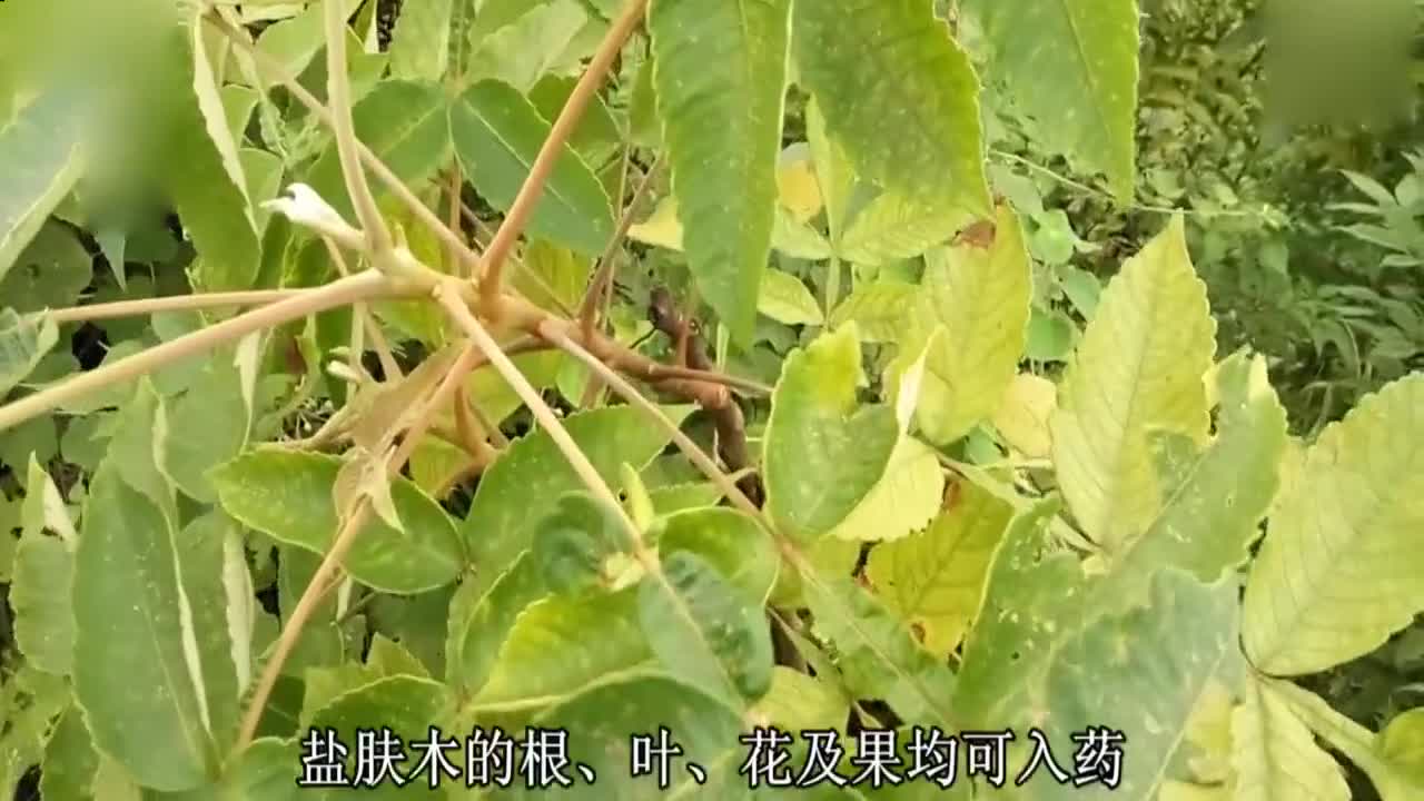 盐肤木,有清热解毒,舒筋活络,散瘀止血,涩肠止泻之功效
