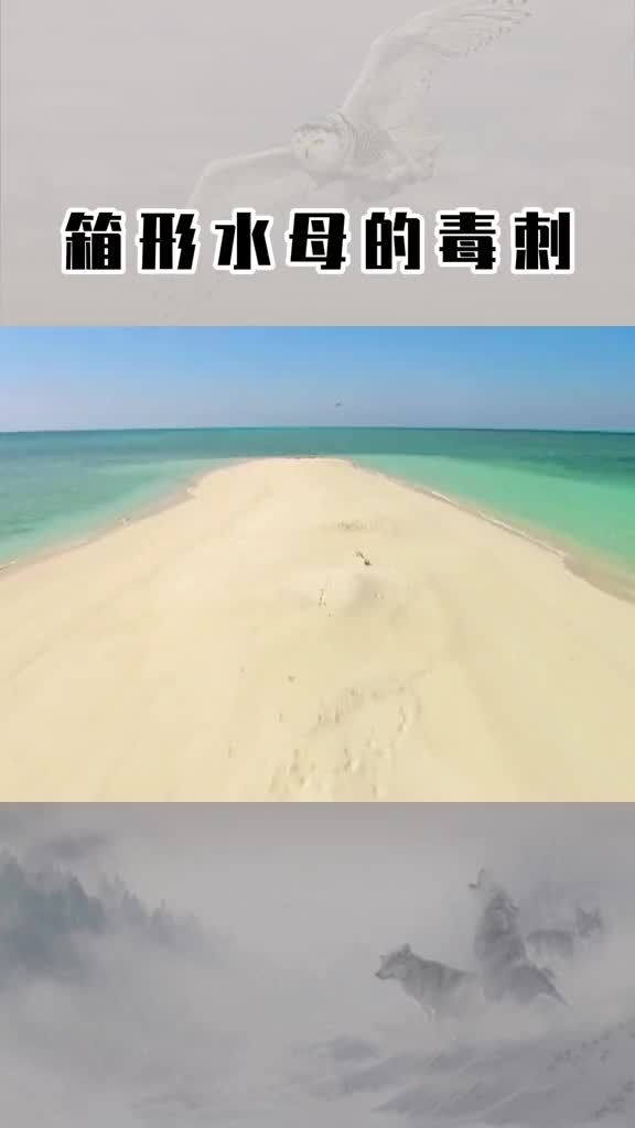 #水母危险的箱形水母#动物世界#涨知识#科普#箱形水母