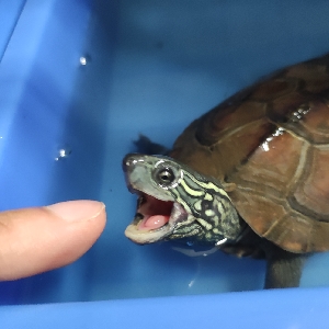 大自然的风 