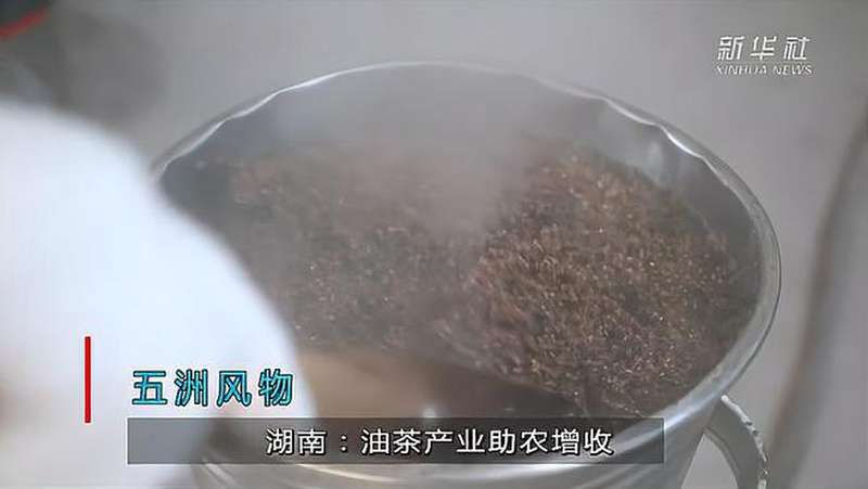 五洲风物|湖南:油茶产业助农增收