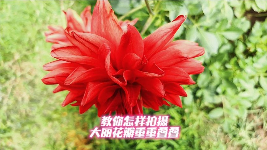 教你怎样拍出大丽花瓣重重叠叠