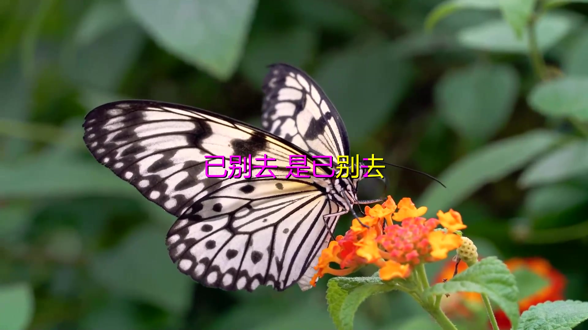 《逝去的诺言》《人生需要什么》经典老歌,快影怎么制作mv音乐