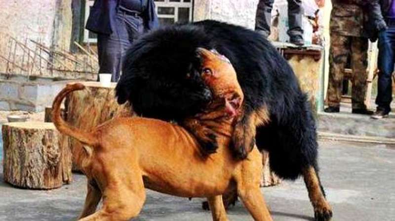藏獒一招锁喉,秒杀比特犬,终结比特犬不败神话