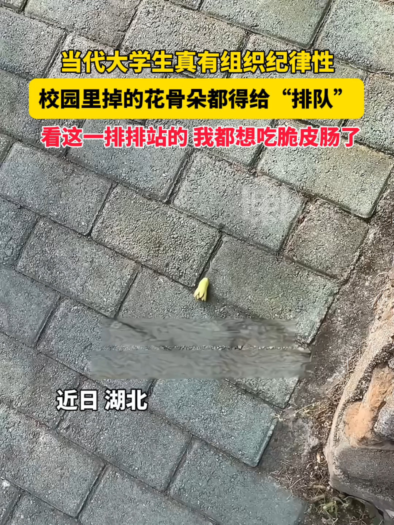 当代大学生真有组织纪律性,校园里掉的花骨朵都得给"排队"
