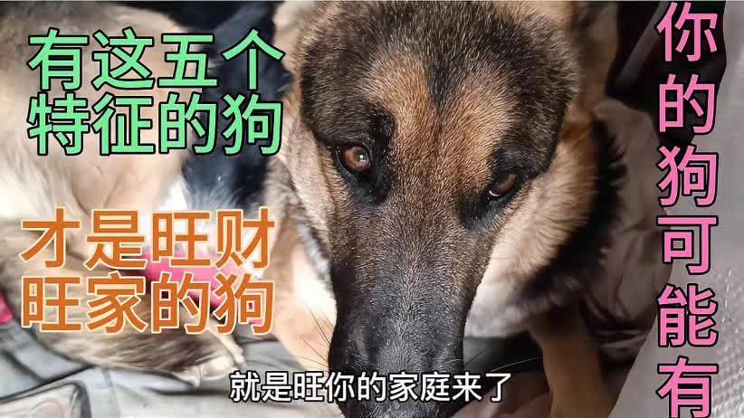 如果你买的狗有这5个特征,说明这只狗很旺家,老一辈...